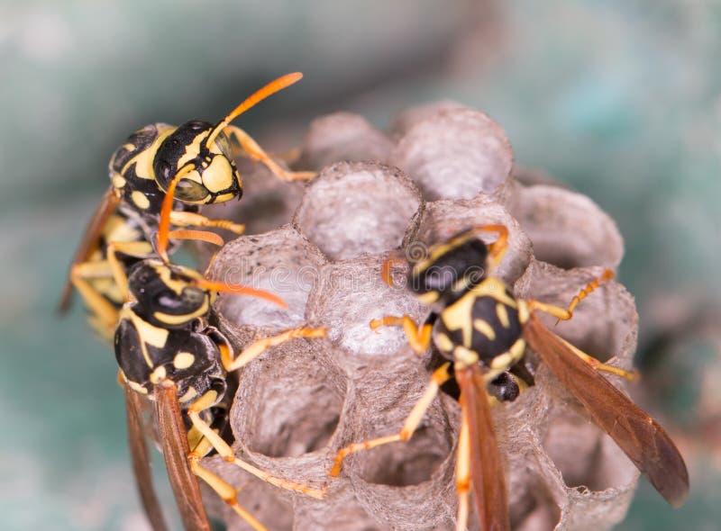 Wasp Macro Build Their Own House Stock Photo - Image of close, jacket ...