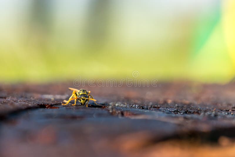 Wasp macro photography stock image. Image of close, wildlife - 179150777