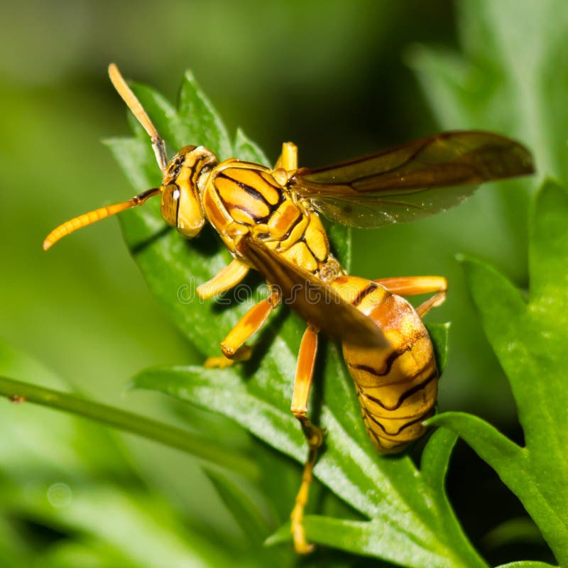 Wasp Macro stock image. Image of yellow, nature, green - 38954021