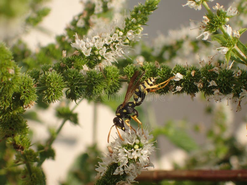 Wasp on menthol flower stock image. Image of black, environnement ...