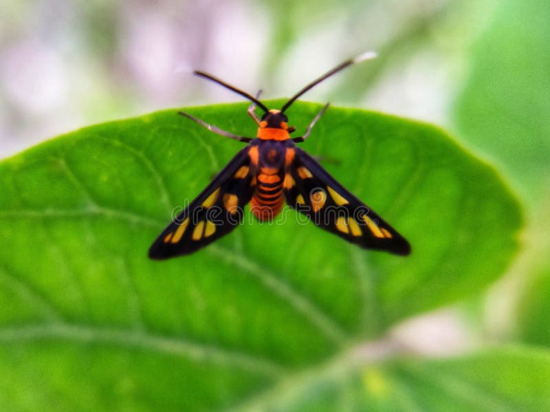 The Wasp Moth Defocus Above on a Leaf. Animal Macro Photo Stock Photo ...