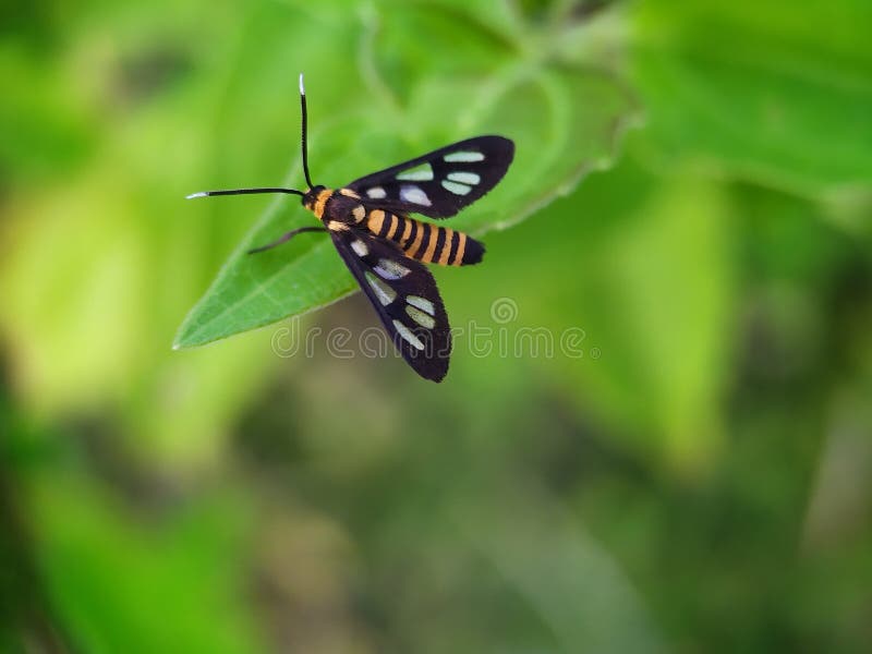 Wasp Moth Playing on Leaf in the Midday Sun Stock Photo - Image of ...