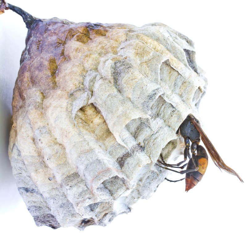 1,714 Wasp Nest Texture Stock Photos - Free & Royalty-Free Stock Photos ...