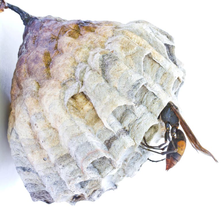 1,714 Wasp Nest Texture Stock Photos - Free & Royalty-Free Stock Photos ...