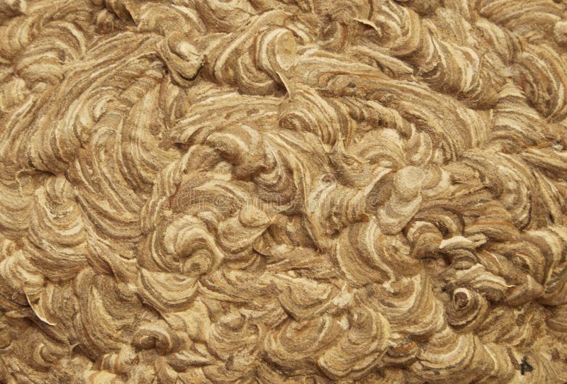 1,541 Wasp Nest Texture Stock Photos - Free & Royalty-Free Stock Photos ...
