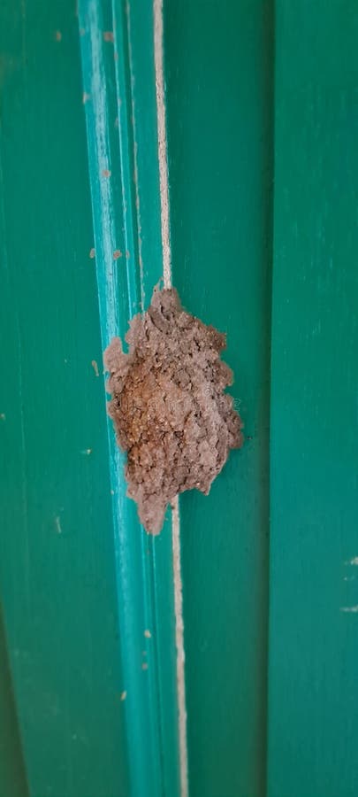 Wasp Nest Attached To the Wall of the House. Stock Photo - Image of ...