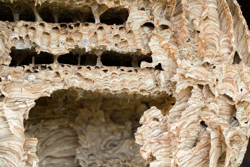 Wasp Nest Texture Background Stock Photo - Image of cell, natural: 54664064