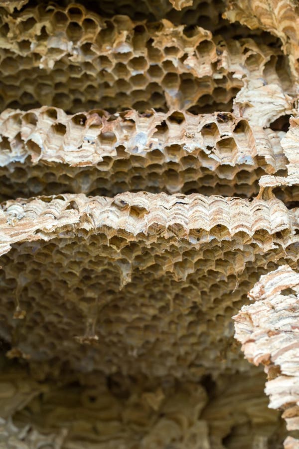 Wasp Nest Texture Background Stock Photo - Image of cell, natural: 54664064