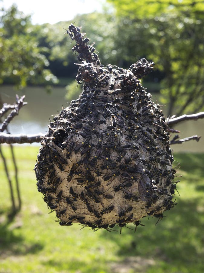 Wasp nest stock image. Image of group, nest, wildlife - 89474405
