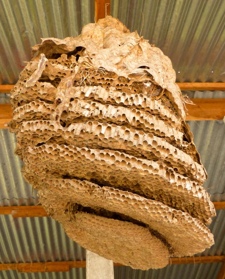 Wasp nest stock image. Image of swarm, sweden, wildlife - 62678067