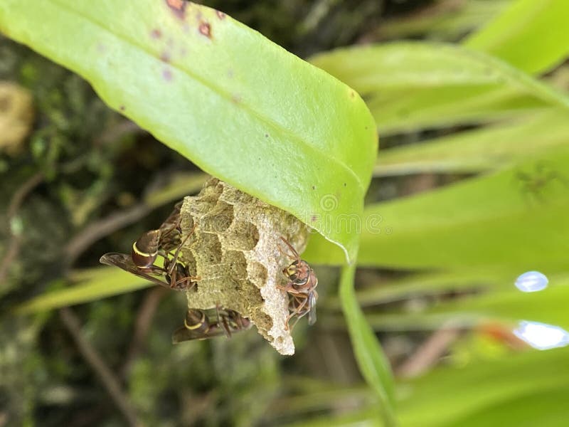 Wasp Nest Building Under a Green Leaf Close-up Stock Image - Image of ...