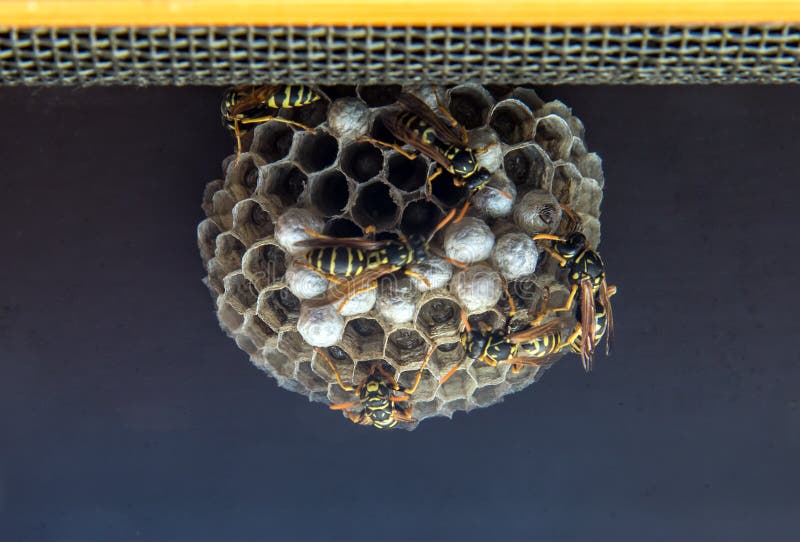 Wasp Nest with Cells Under Window Roof Stock Photo - Image of black ...