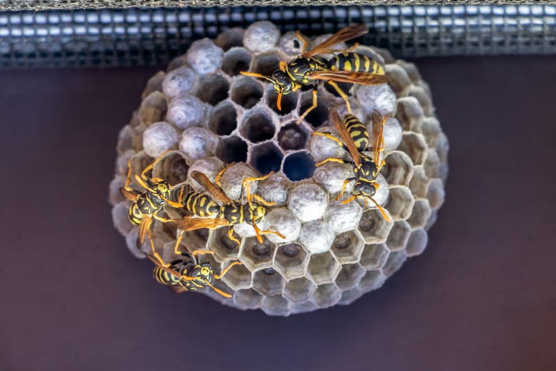 Wasp Nest with Cells Under Window Roof Stock Photo - Image of small ...