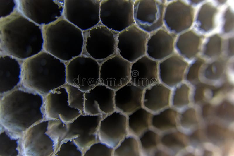 Wasp nest comb. stock image. Image of comb, nest, produce - 362416443