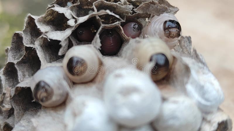Wasp Nest Containing Wasp Larvae. Stock Footage - Video of body, larva ...