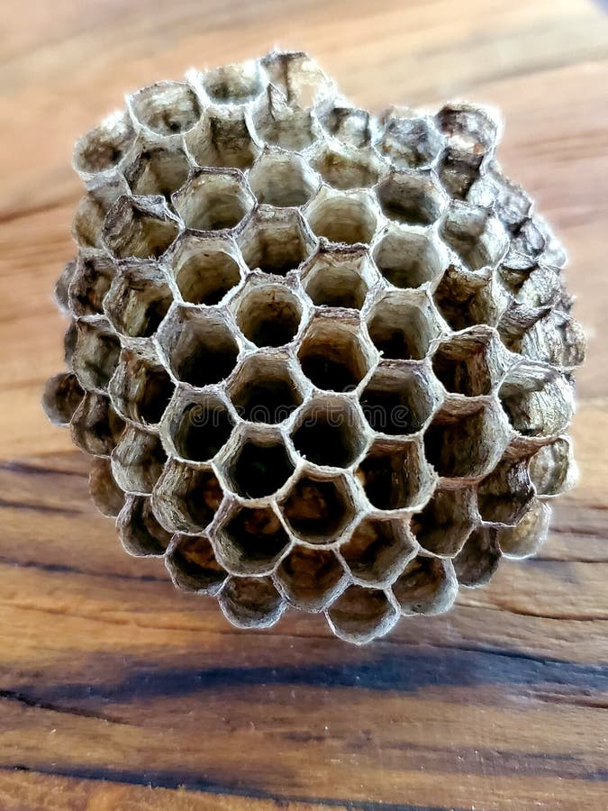 Wasp nest with empty holes stock image. Image of holes - 168256469