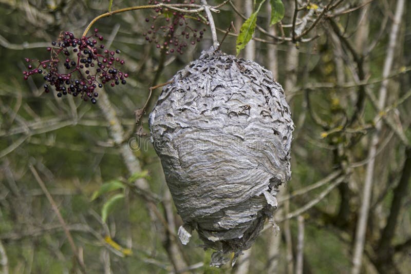 Wasp Nest In Tree