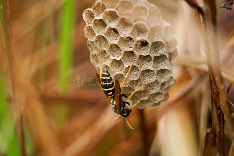 Common Wasp Nest (Vespula Vulgaris) in the Grass. a Wasp in Its Nest ...