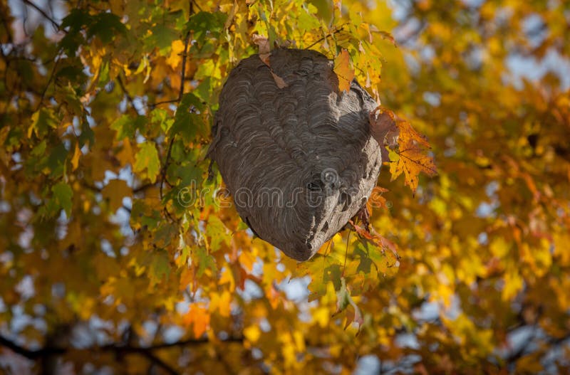 A Wasp Nest Hanging from Tree Amongst Fall Colors Stock Image - Image ...