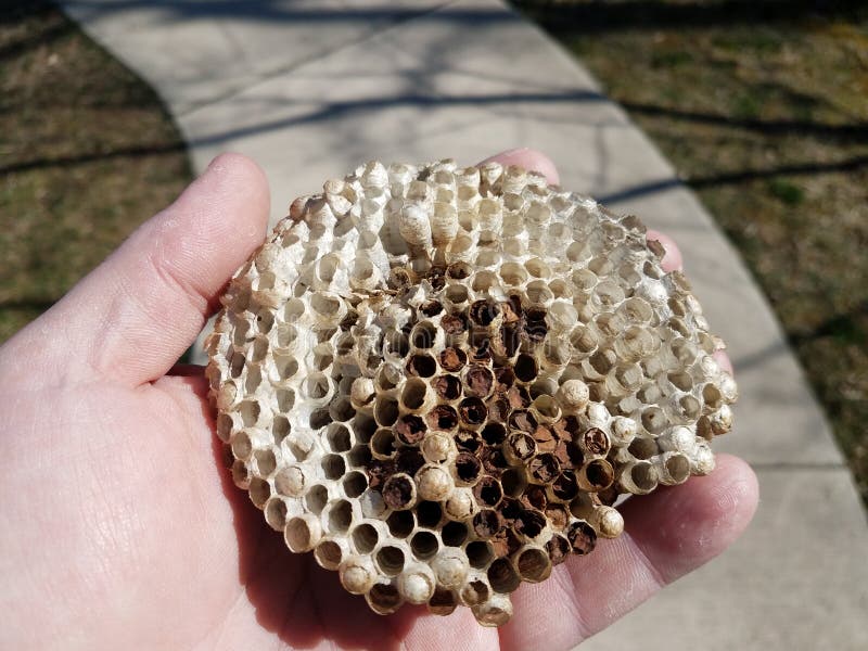 Wasp Nest or Hive in Palm of Hand Stock Image - Image of nest, larva ...