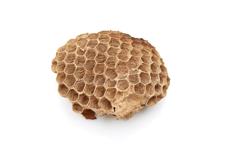 Wasp Nest with Insect Larvae Stock Photo - Image of hymenoptera, wasp ...