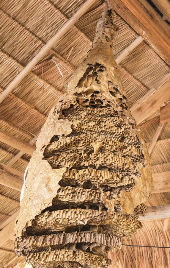 Wasp nest stock photo. Image of tree, wasps, paper, environment - 47821370