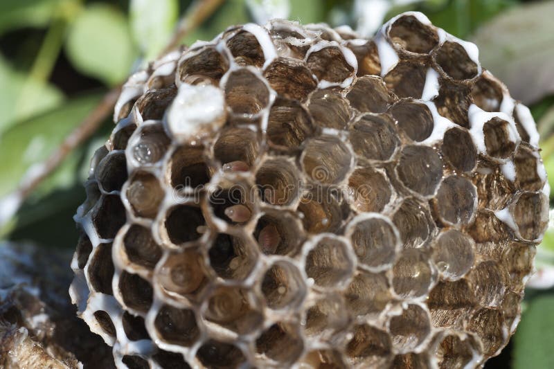 Wasp Nest with Larvae stock photo. Image of larvae, shot - 43650210