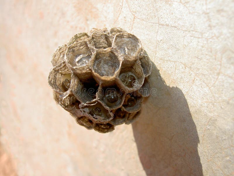 Wasp Nest with the Larvae - 3 Stock Photo - Image of colony, hive ...