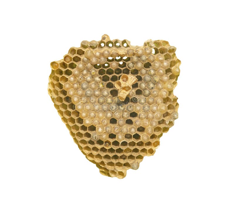 Wasp Heart Stock Photos - Free & Royalty-Free Stock Photos from Dreamstime