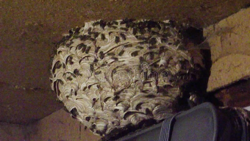 Wasp Nest with Paper Wasps in an Old Barn Stock Video - Video of ...