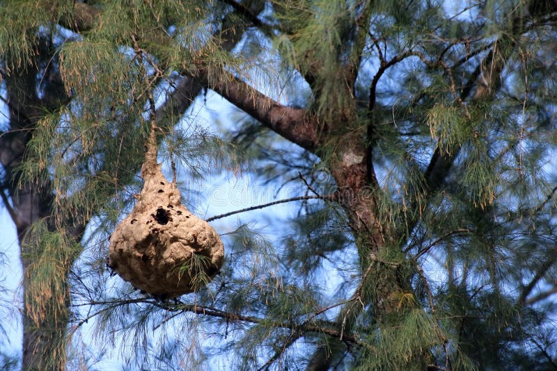 Wasp Nest on the Pine Tree. Stock Image - Image of black, hive: 93786079