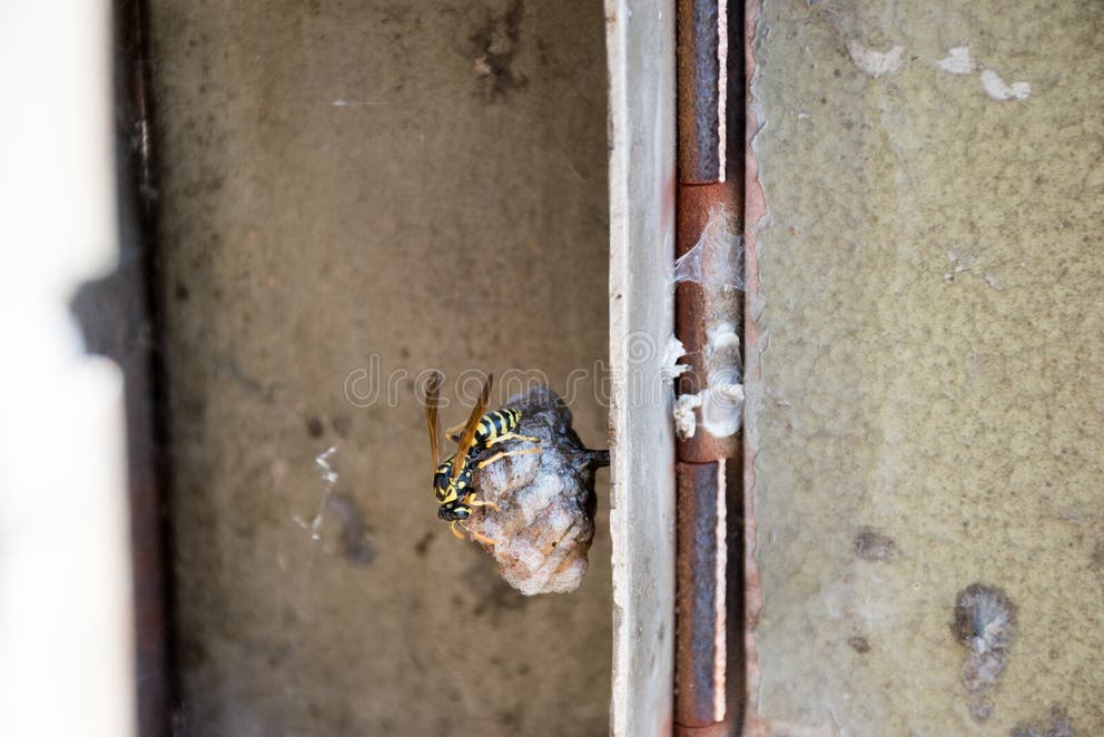 Wasp nest stock image. Image of insect, wasp, rust, animal - 92839863