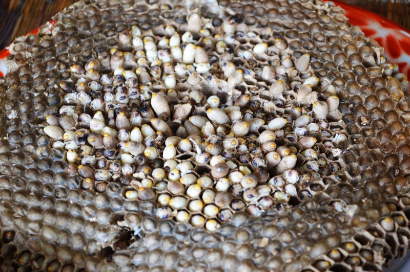 Wasp nest stock image. Image of danger, cell, nature - 42265671