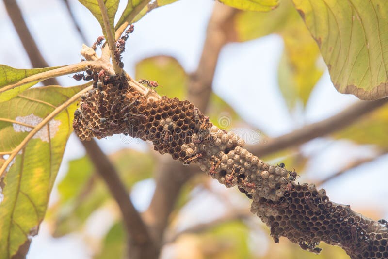 Wasp Nest on a Teak Tree in the Daytime with Sunlight Stock Image ...