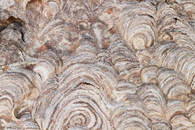 1,517 Wasp Nest Texture Stock Photos - Free & Royalty-Free Stock Photos ...