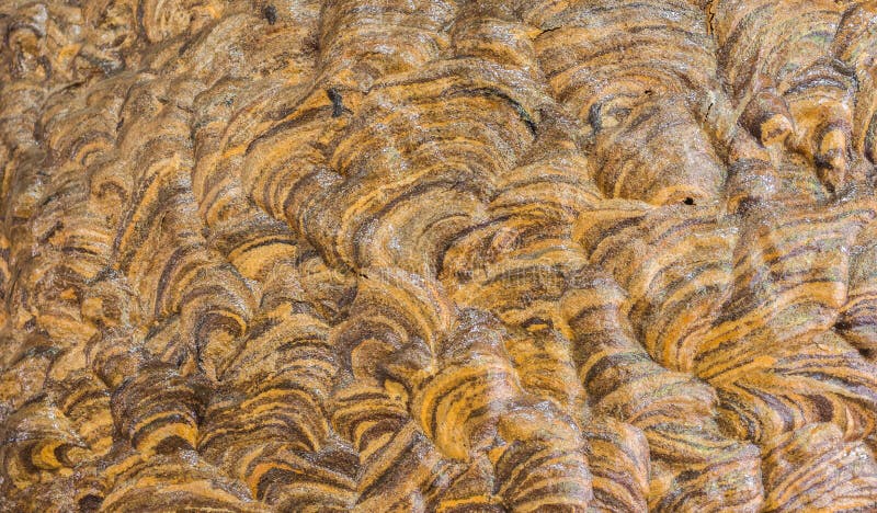 1,541 Wasp Nest Texture Stock Photos - Free & Royalty-Free Stock Photos ...