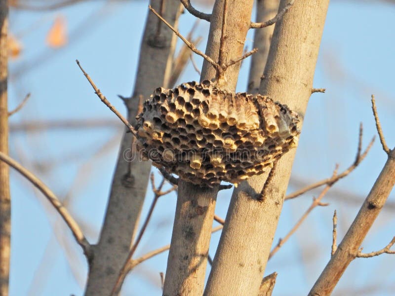 The wasp nest stock photo. Image of insect, green, tree - 354348986