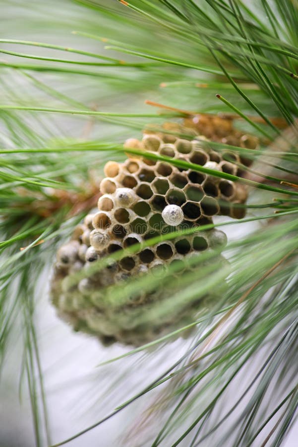 Wasp nest on the tree. stock image. Image of build, construction - 97958101
