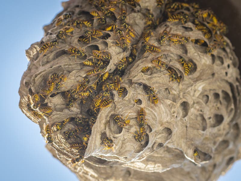 A Wasp Nest Vespula Vulgaris Stock Photo - Image of nest, home: 229419976