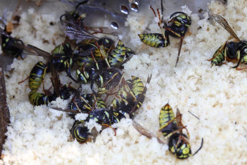 Wasp Nest in a Wall Cavity after it Was Treated with Insect Spray ...