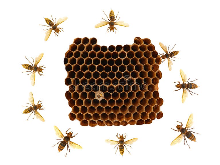 1,599 Wasp Nest Texture Stock Photos - Free & Royalty-Free Stock Photos ...