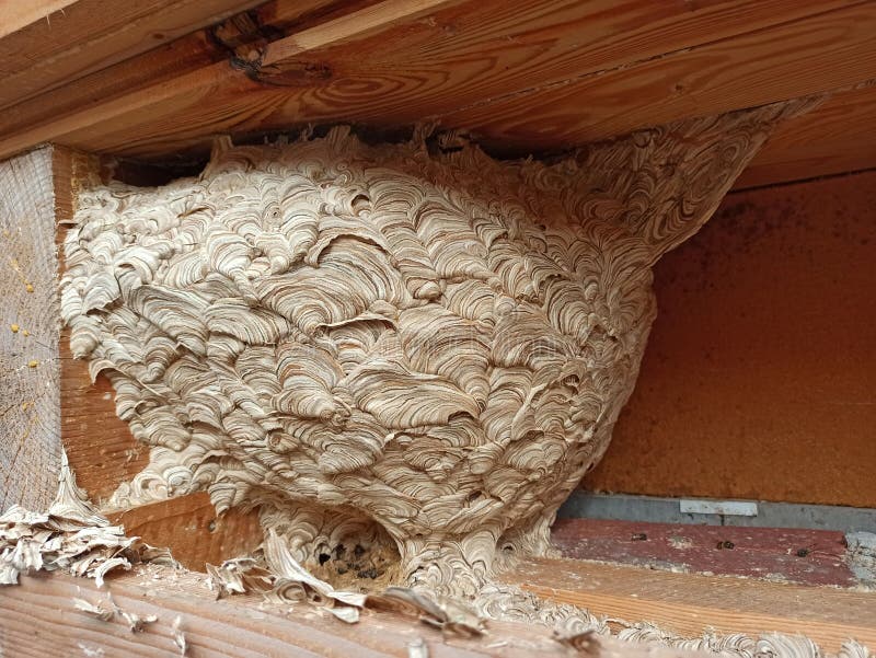 Wasp Nesting Last Year in the Roof Stock Photo - Image of wall, health ...