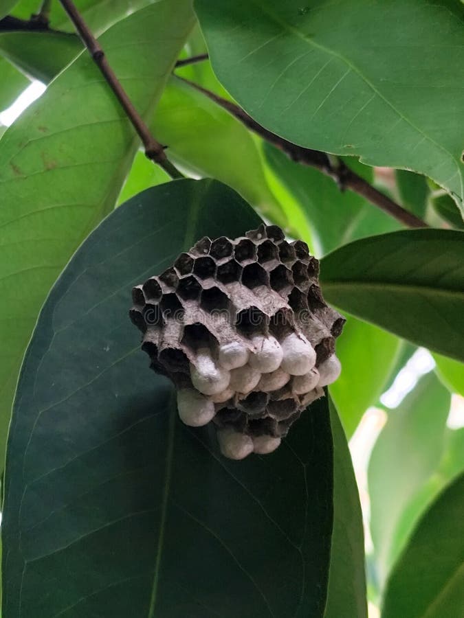 Wasp Nests Hang on Tree Branches. Stock Image - Image of nature, summer ...