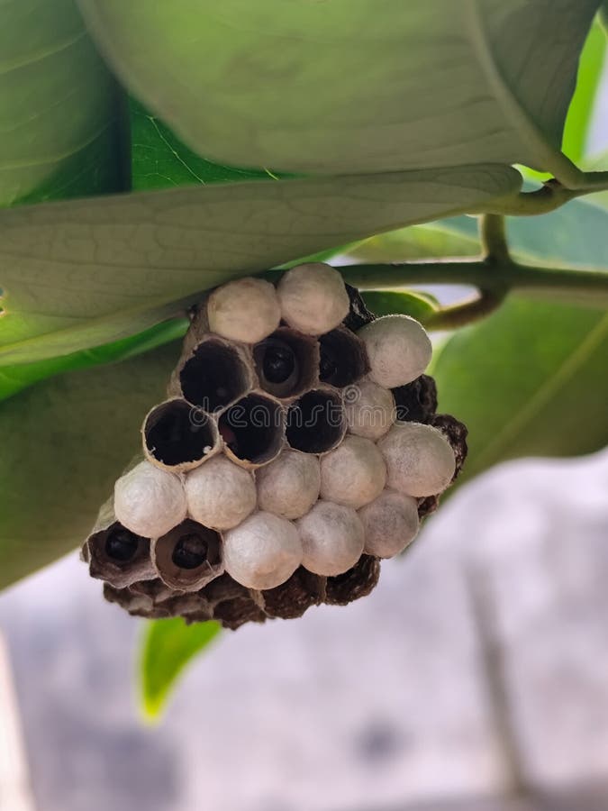 Wasp Nests Hang on Tree Branches. Stock Image - Image of colony, larva ...