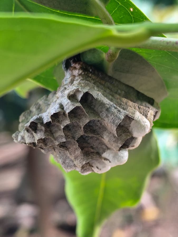 Wasp Nests Hang on Tree Branches. Stock Photo - Image of shape, hornets ...