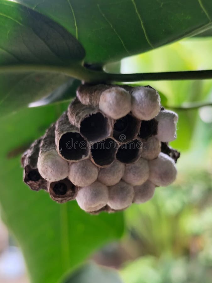 Wasp Nests Hang on Tree Branches. Stock Image - Image of nature ...