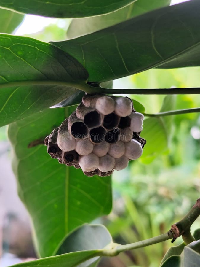 Wasp Nests Hang on Tree Branches. Stock Image - Image of yellow ...