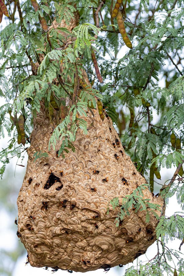 Wasp net in wild stock photo. Image of green, flower - 199423100