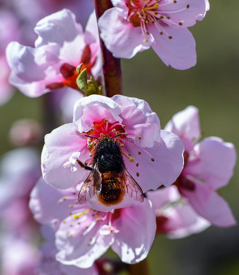 Wasp on the Peach Tree Flower Stock Photo - Image of twig, flower ...