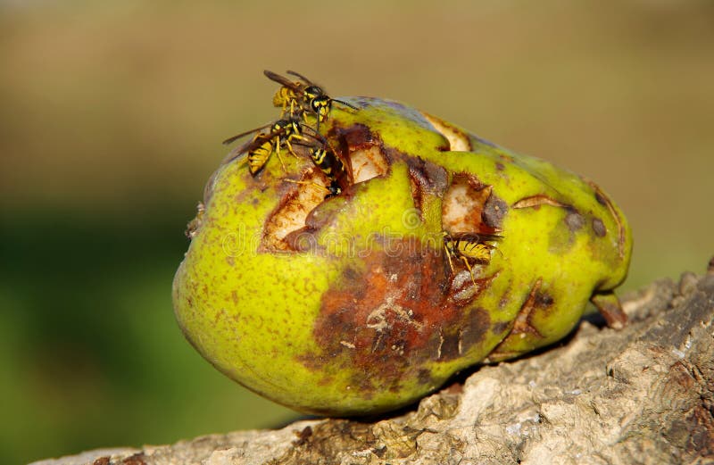 Wasp on a Pear stock photo. Image of food, wasp, working - 37234244